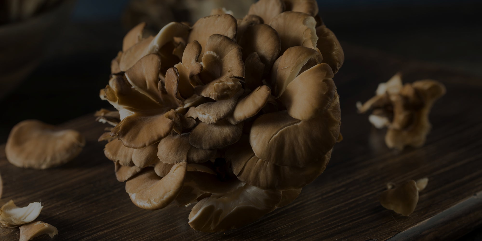 Learn About Maitake Mushroom Benefits – Royal-Mushroom
